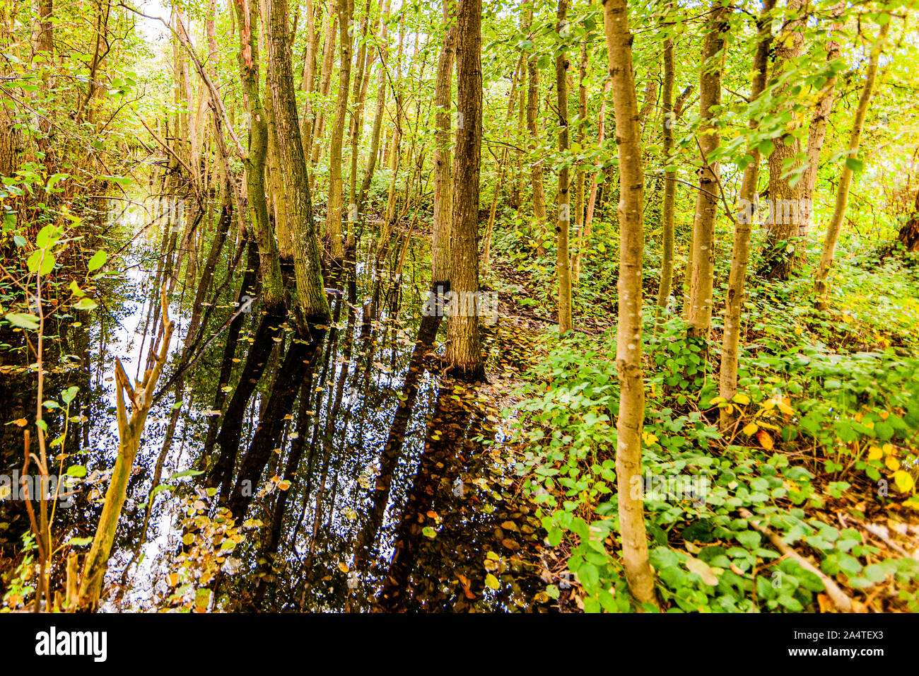 Swamp forest with clear water with a beautiful reflection covering the ...