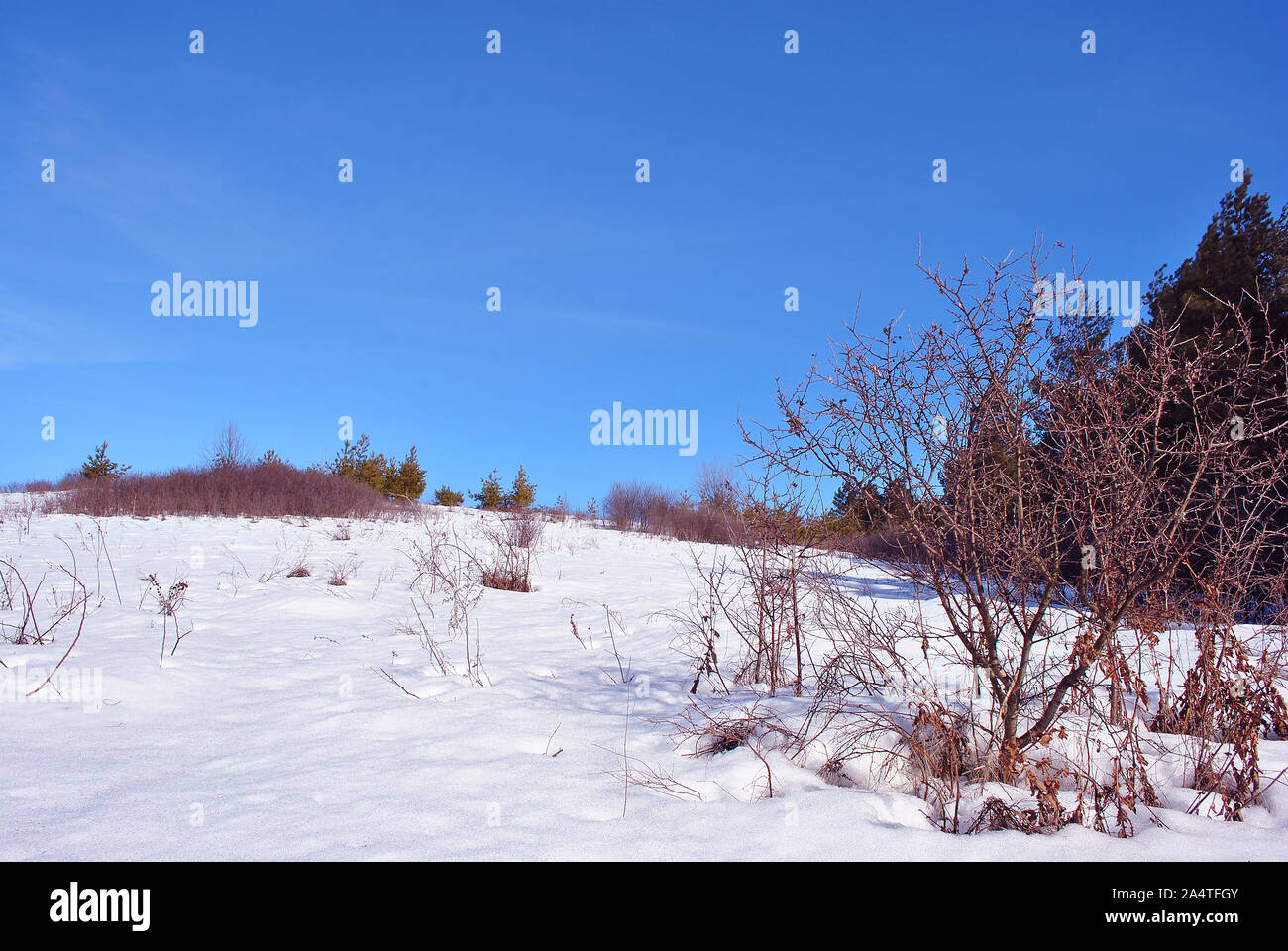 Bush without leaves on the snowy hill, winter landscape with trees ...