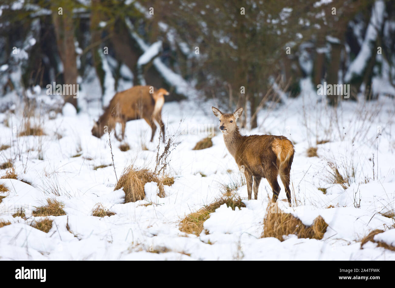 Venado rojo hi-res stock photography and images - Alamy