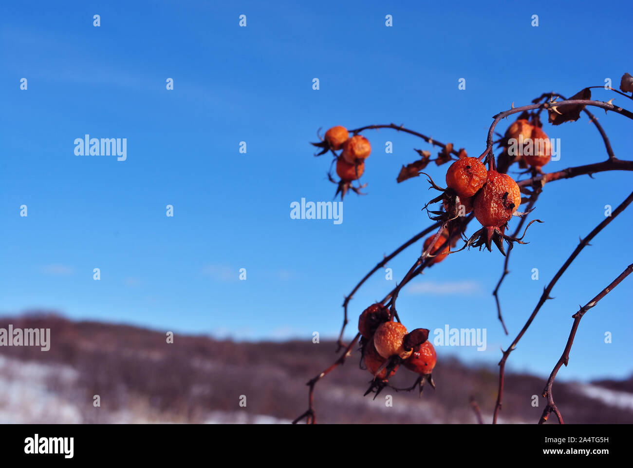 Bushes without leaves hi-res stock photography and images - Alamy