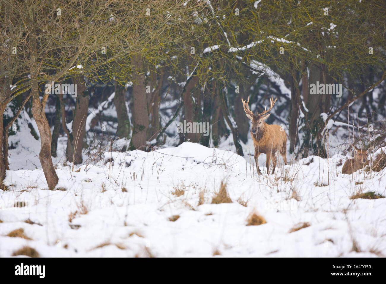 Venado rojo hi-res stock photography and images - Alamy