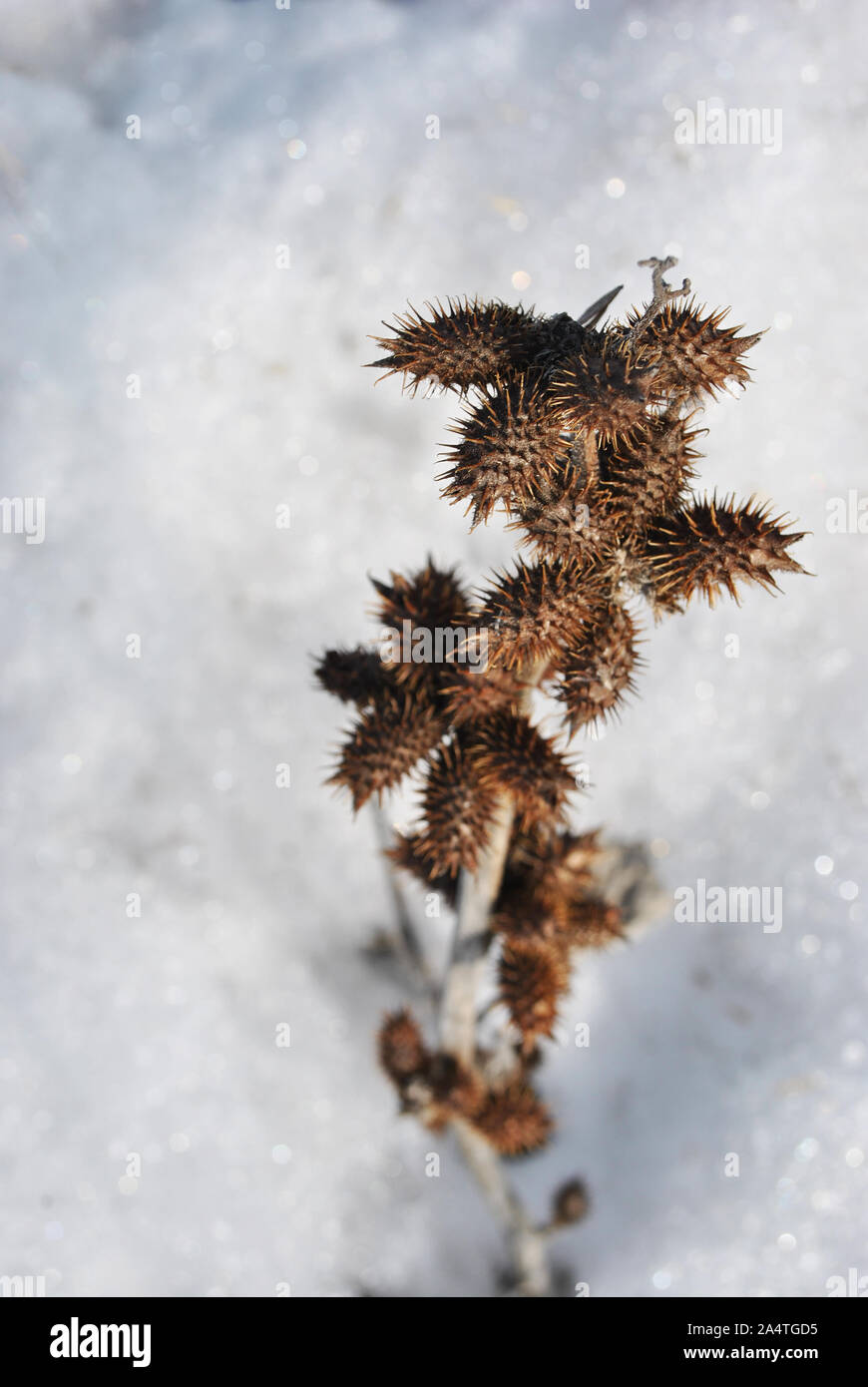 Xanthium strumarium (rough cocklebur, clotbur, common cocklebur, large ...
