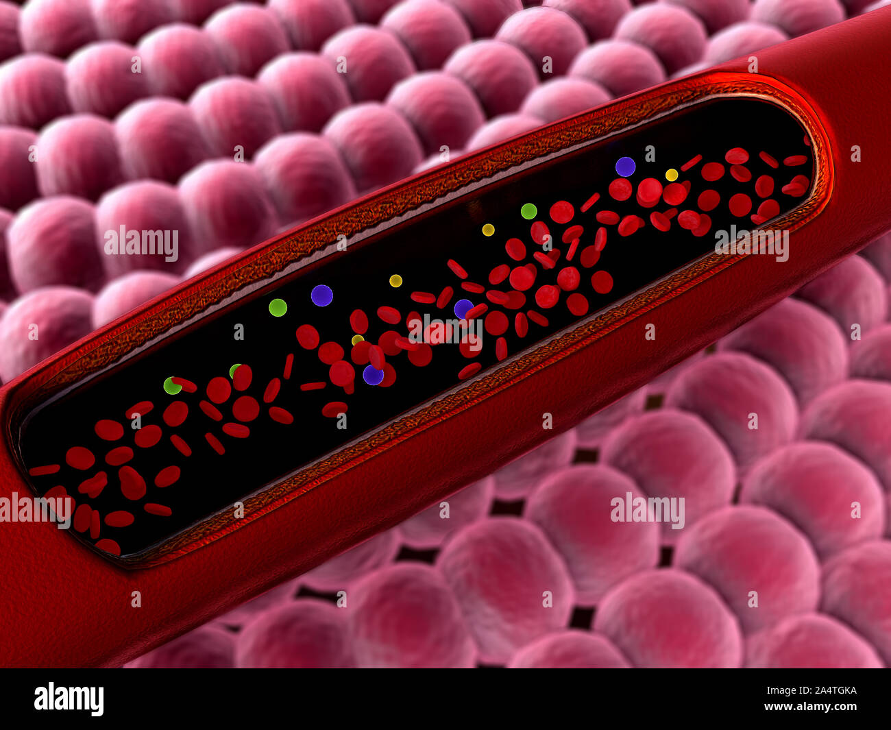 Blood Cell Animation