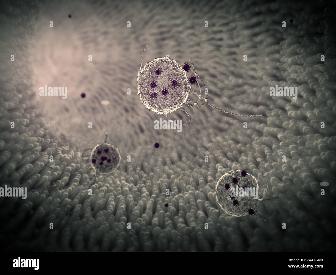 Artery vein lymphatic microscope hi-res stock photography and images ...
