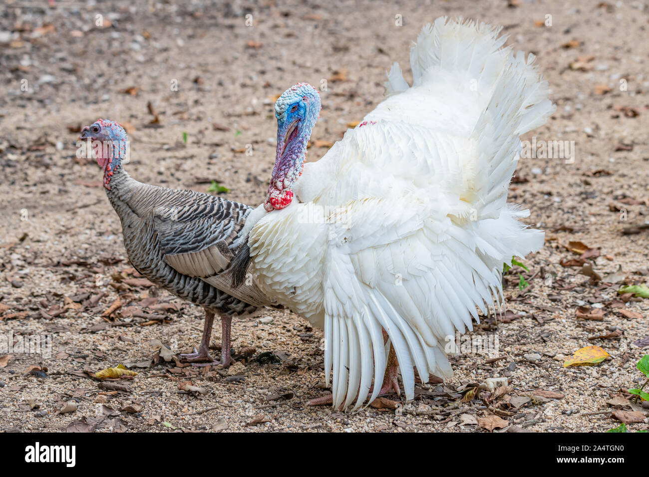 Male White Turkey puffing up plumage to attract female Stock Photo - Alamy