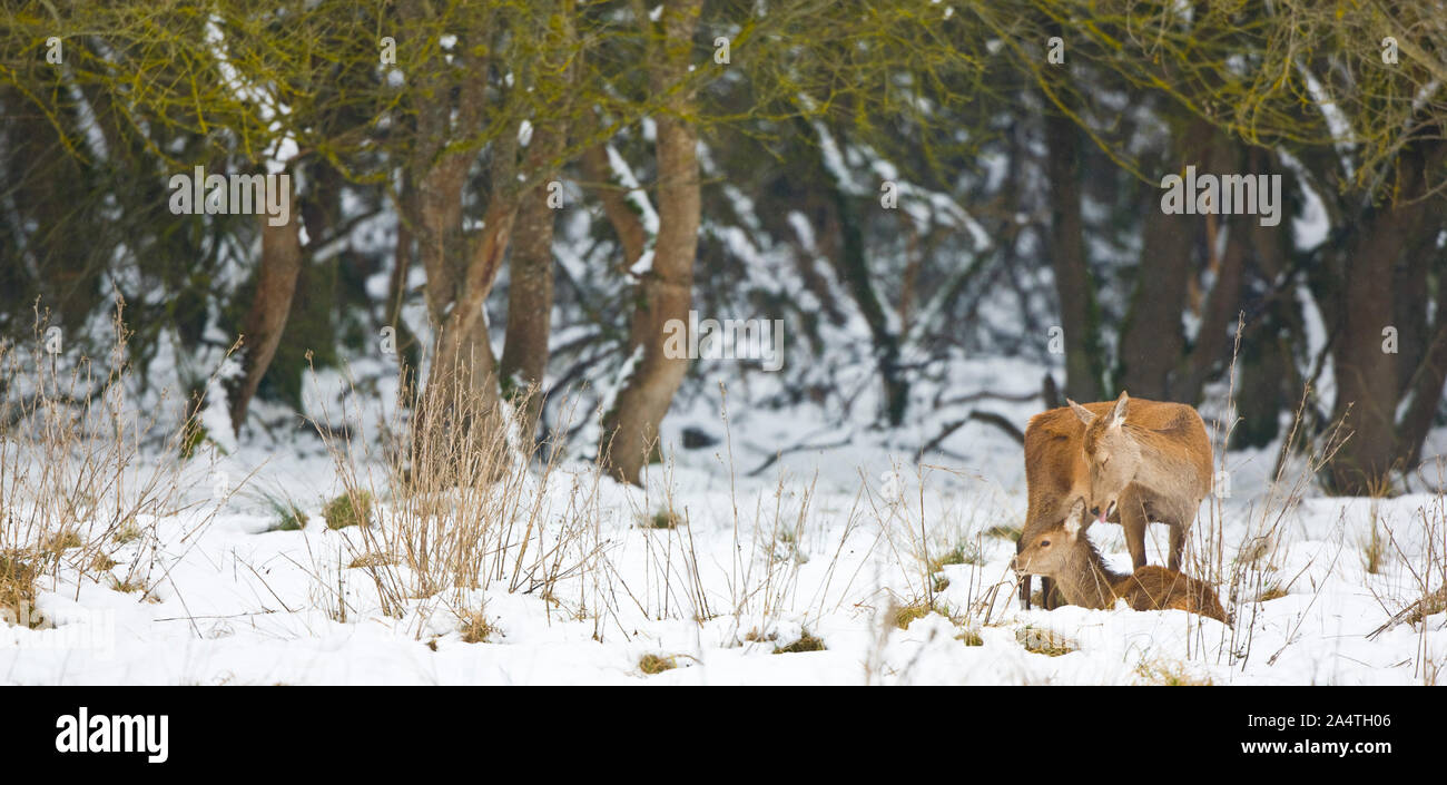 Venado rojo hi-res stock photography and images - Alamy