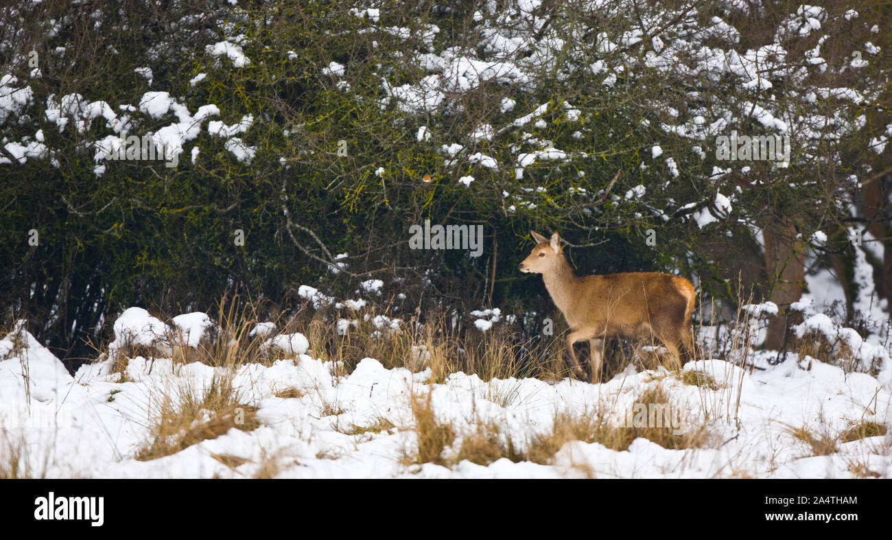 Venado rojo hi-res stock photography and images - Alamy