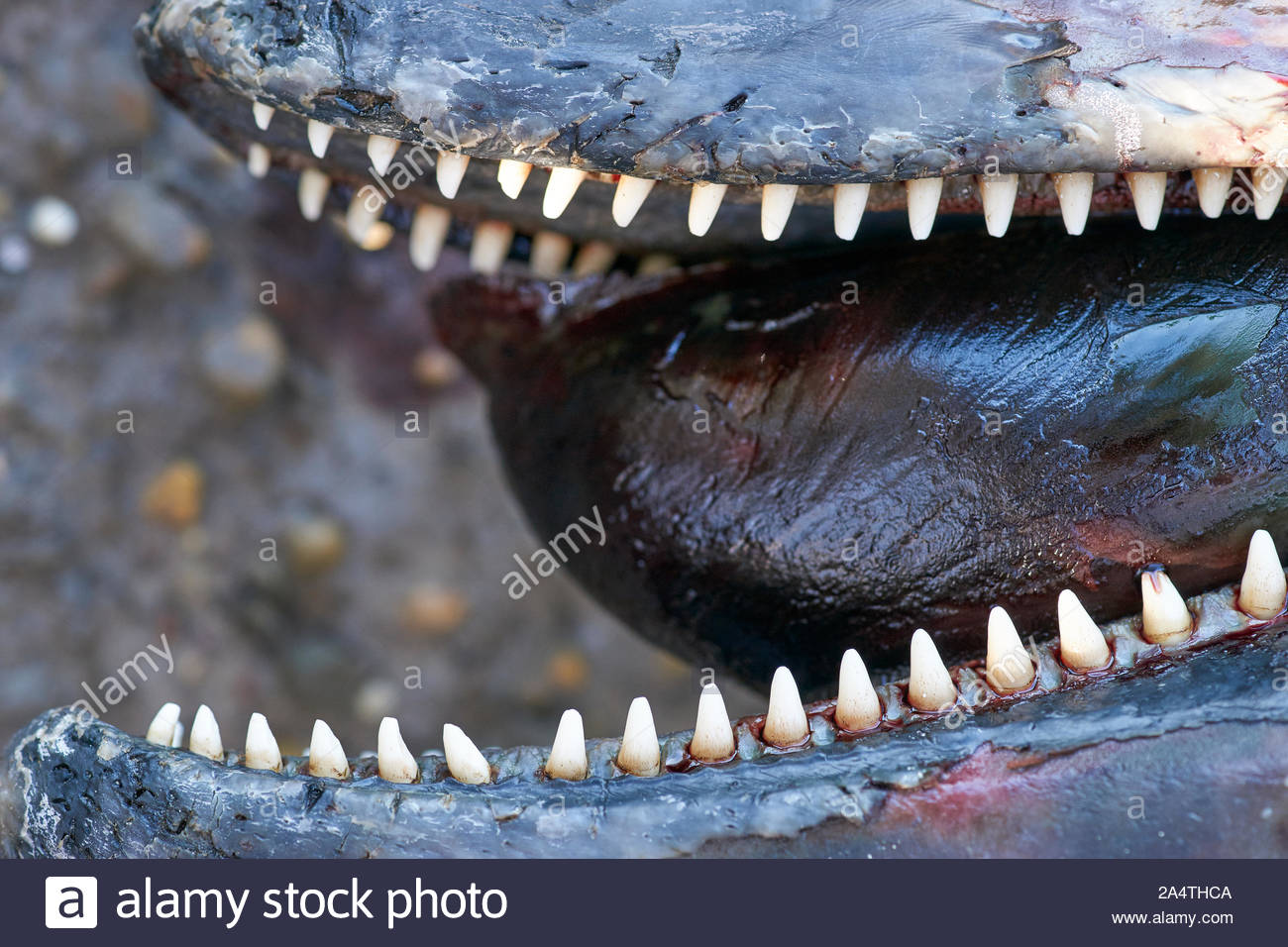 Washed Up Dolphin Stock Photos & Washed Up Dolphin Stock Images - Alamy