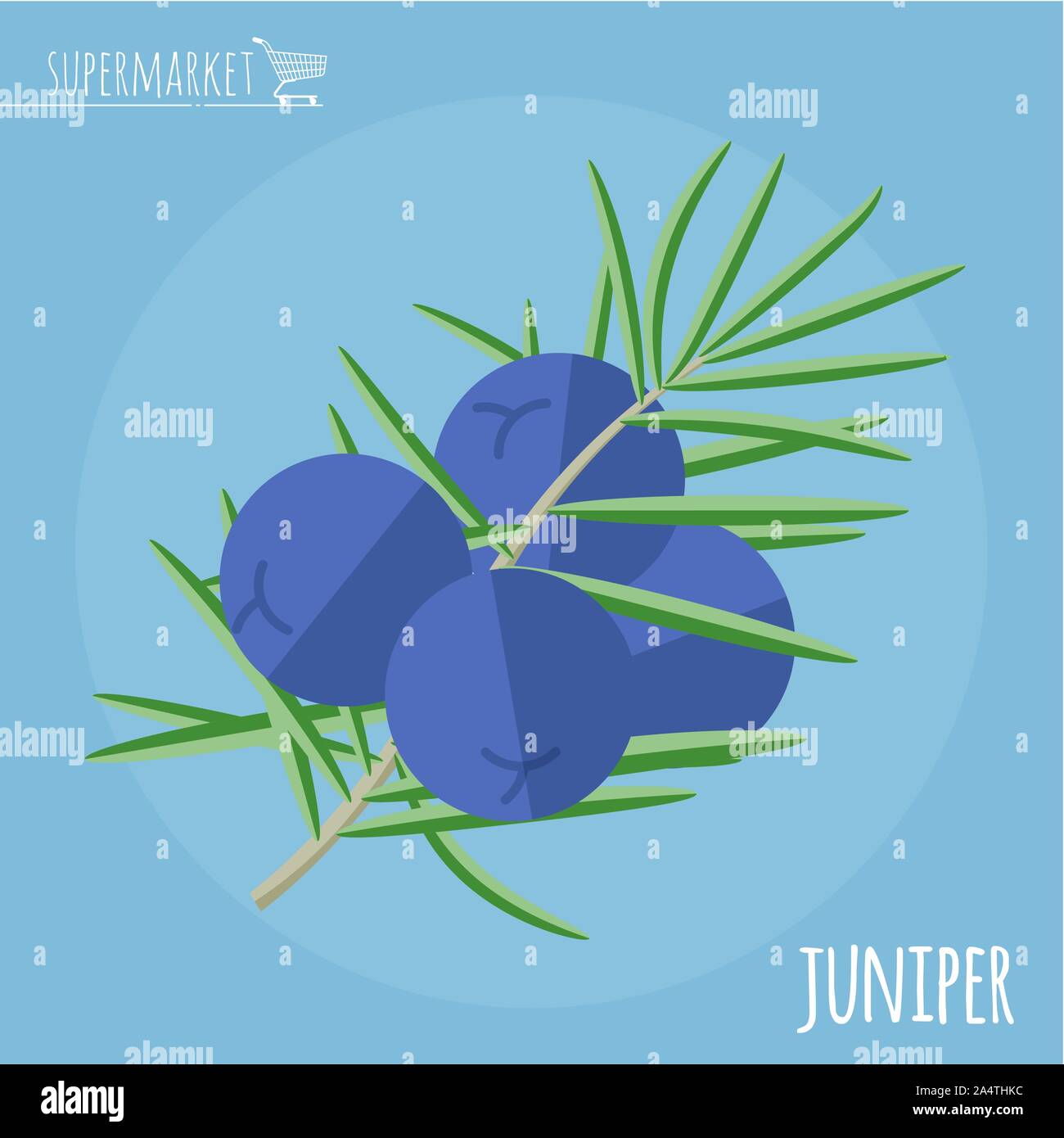 Juniper flat design vector icon Stock Vector Image & Art - Alamy