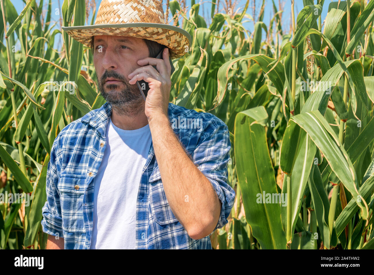 Farmer talking on mobile phone in corn maize field, using modern ...