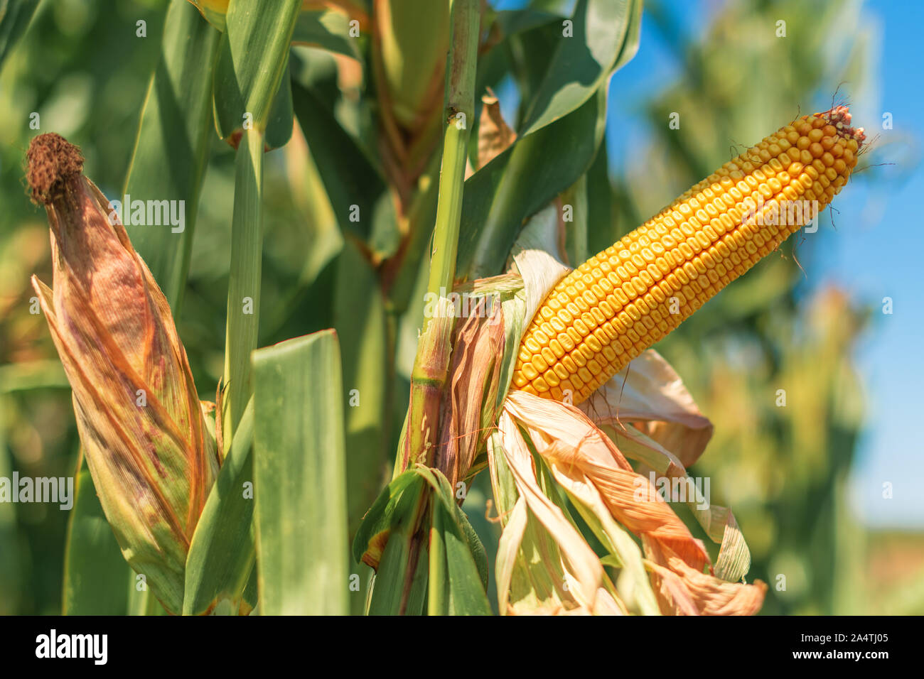 Ear of maize with ripe kernels in cultivated field is ready for harvest ...