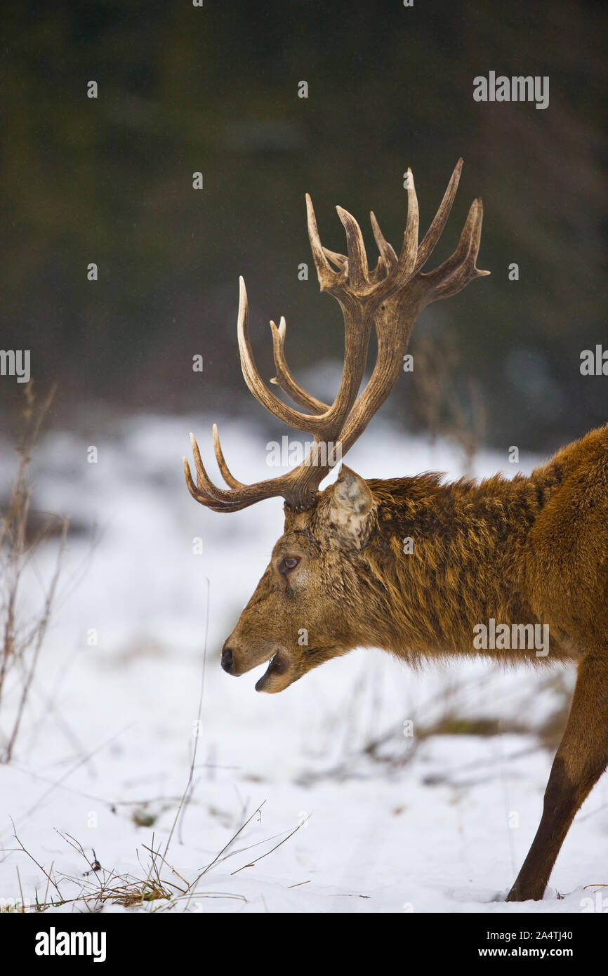 Venado rojo hi-res stock photography and images - Alamy