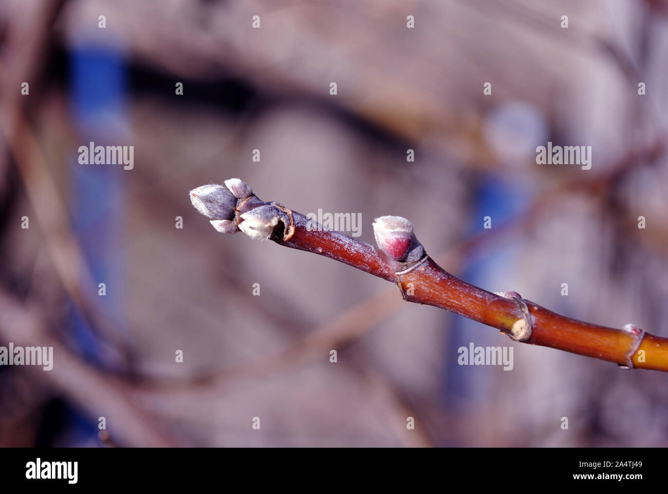 Acer twig with young white buds, soft blurry brown and blue background ...