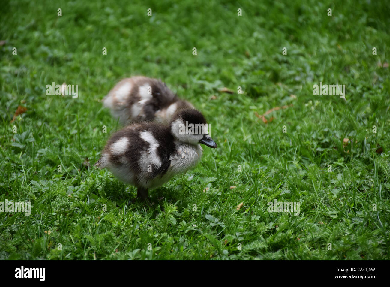 Two adorable baby ducklings wandering around Stock Photo - Alamy