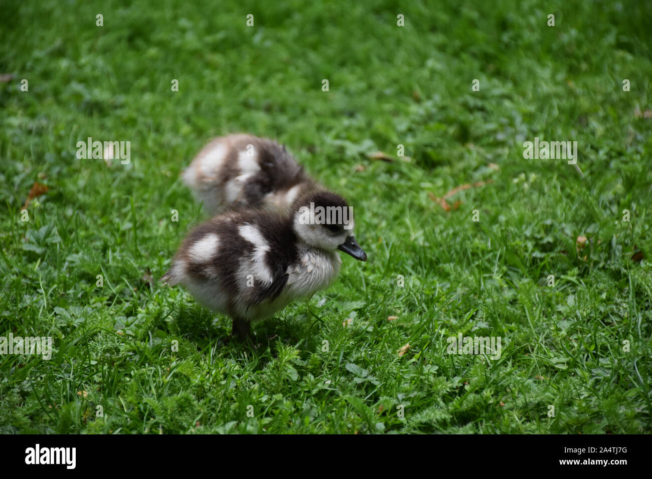 Really cute baby duckling standing sideways in grass Stock Photo - Alamy