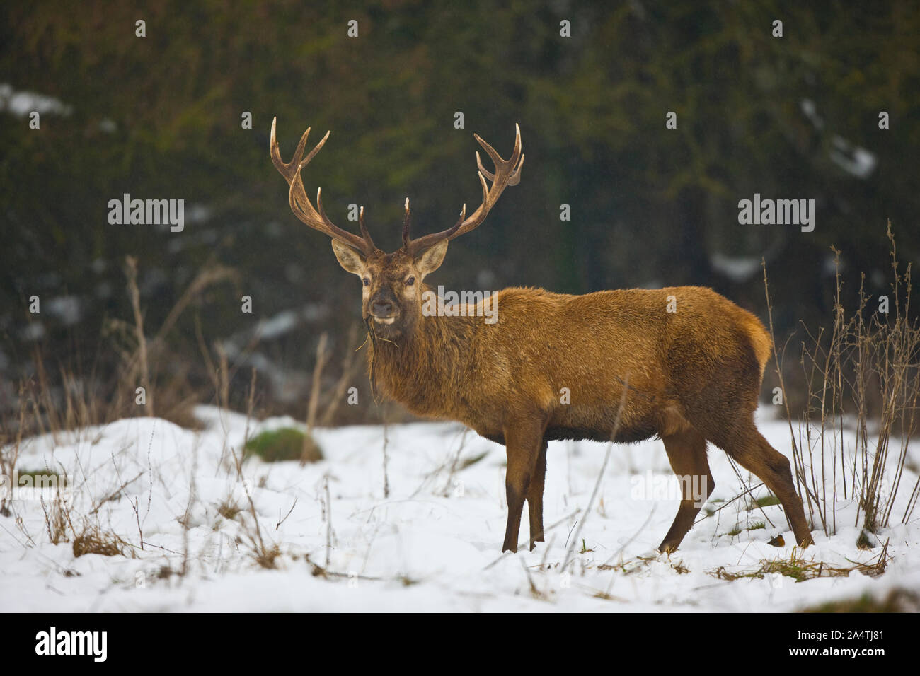 CIERVO COMUN, ROJO O VENADO (Cervus elaphus Stock Photo - Alamy