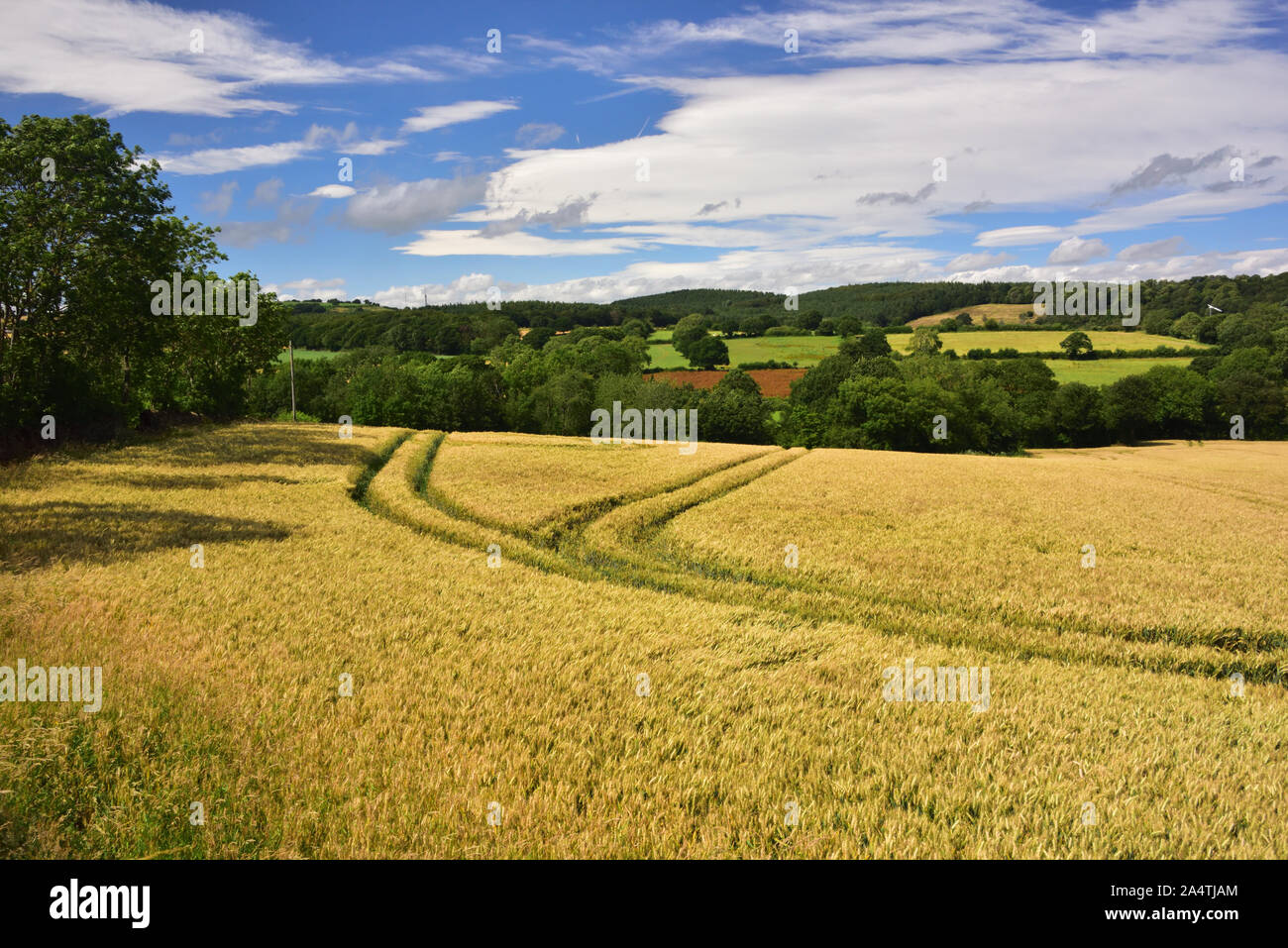Ripe cornfields hi-res stock photography and images - Alamy