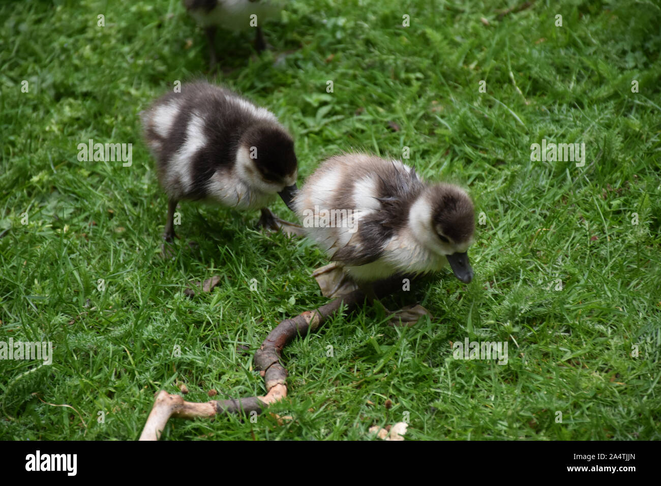 Waddling baby ducklings following after each other Stock Photo - Alamy