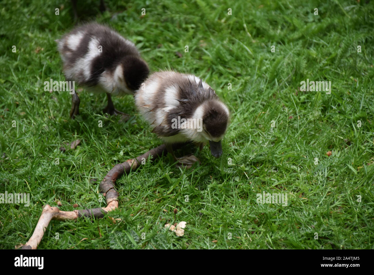 Cute duckling pair climbing over a fallen tree branch Stock Photo - Alamy