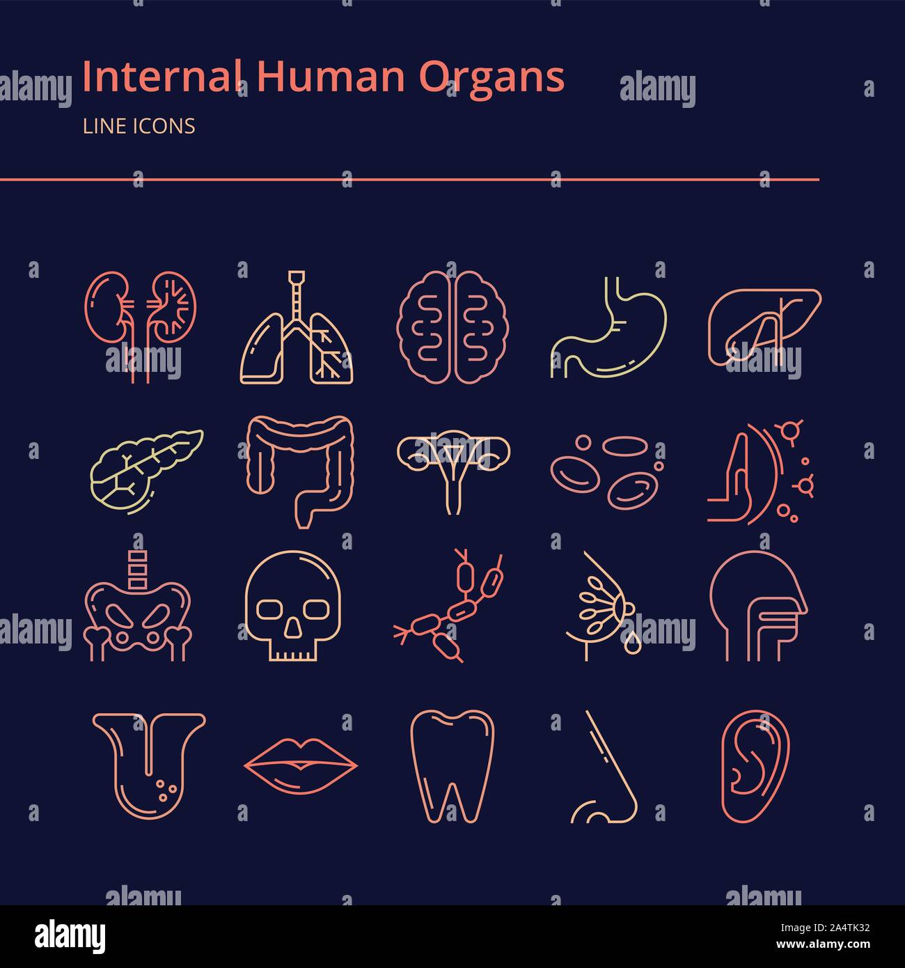 Set of linear vector colorful icons of human internal organs Stock ...