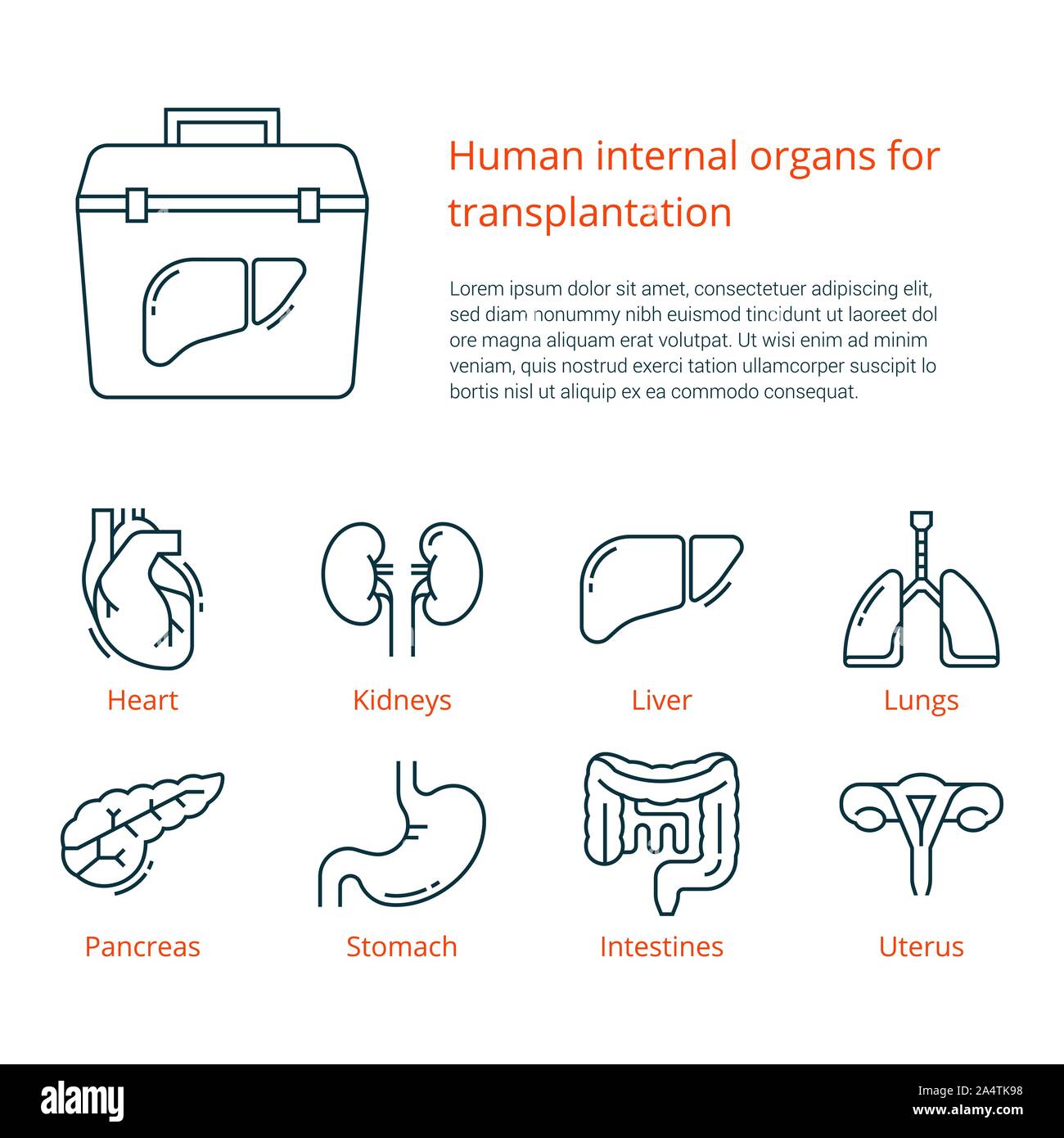 Large set of linear vector icons of human internal organs for ...