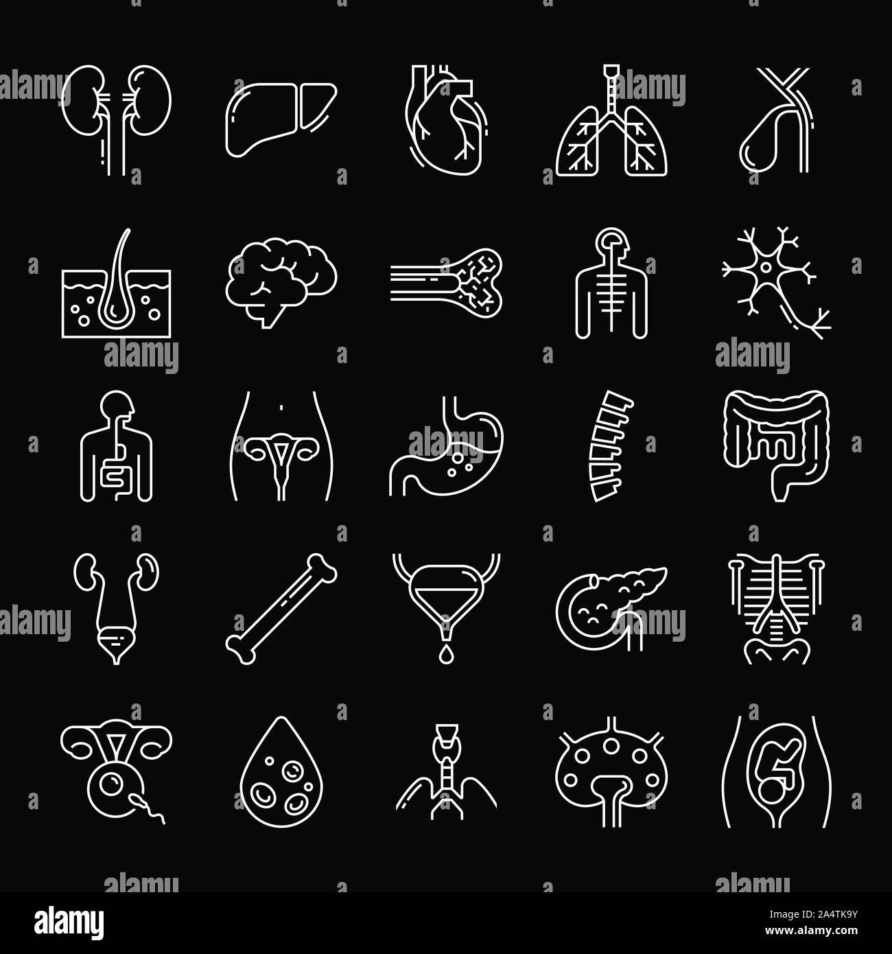 Large set of linear vector icons of human internal organs Stock Vector ...