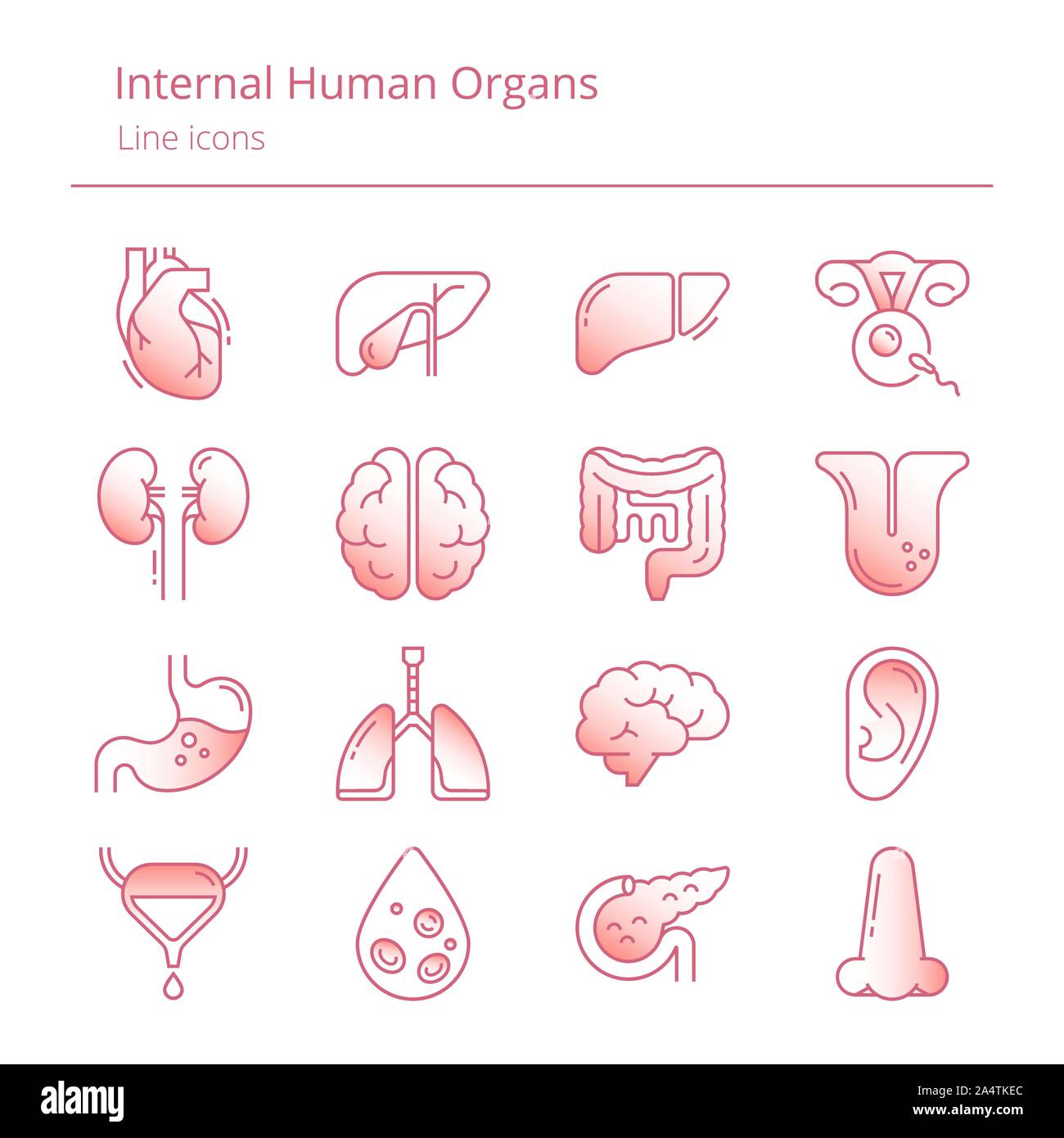 Set of color linear vector icons of human organs with shading gradients ...