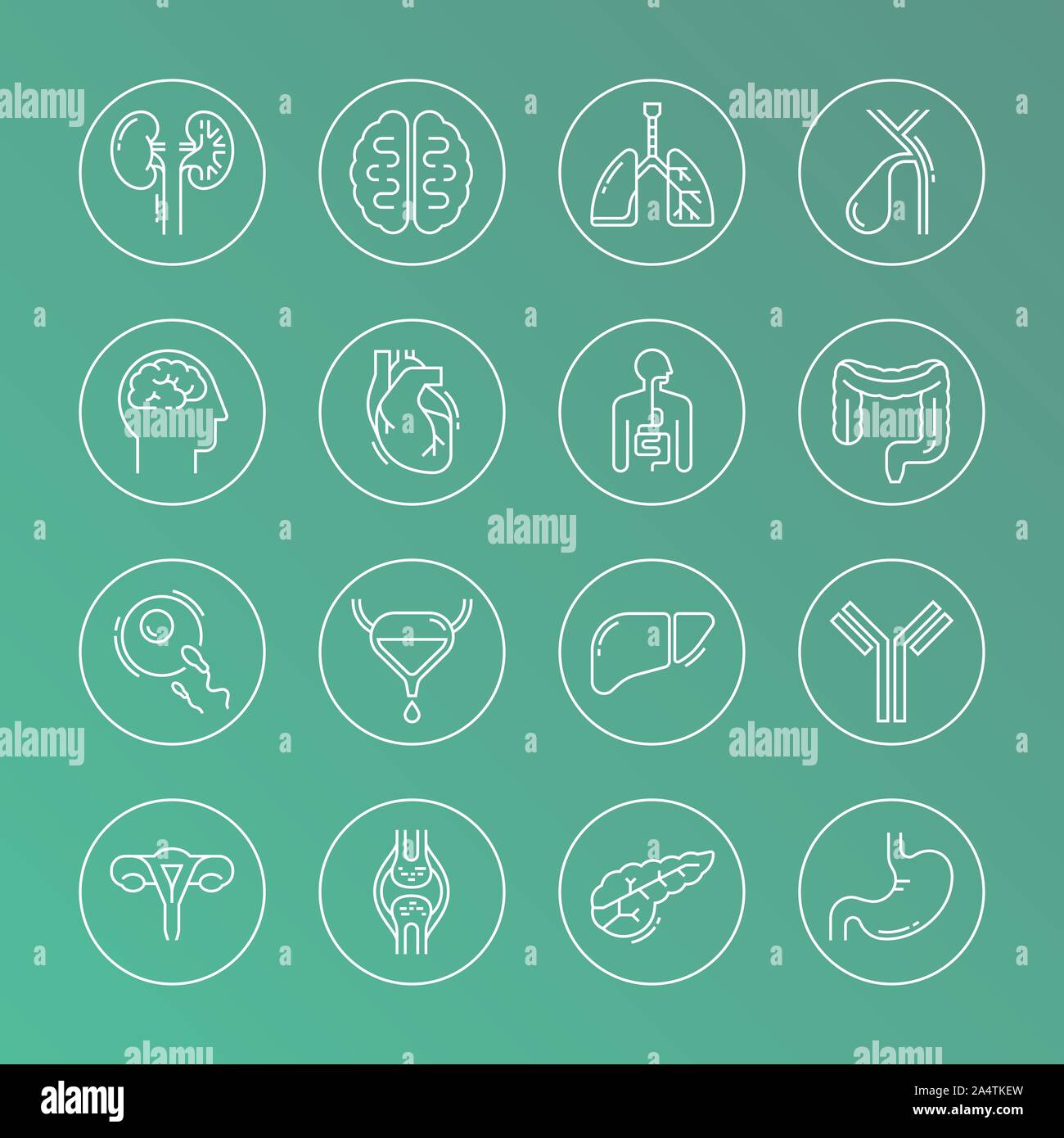 Immune system organs Stock Vector Images - Alamy