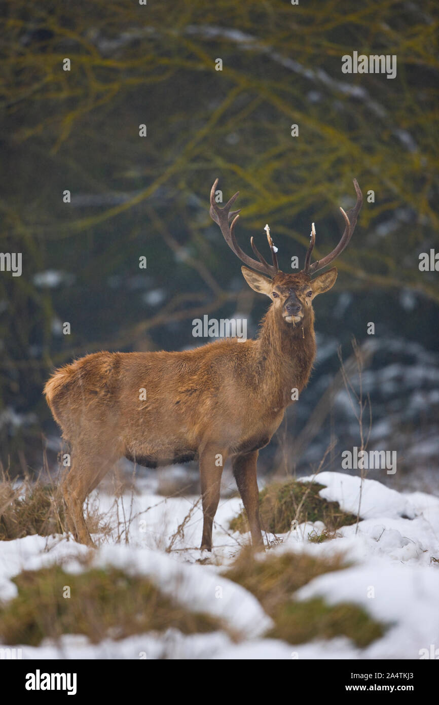 Venado rojo hi-res stock photography and images - Alamy