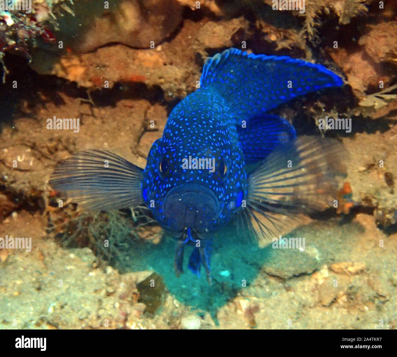Southern blue devil fish in Port Phillip Bay Stock Photo - Alamy