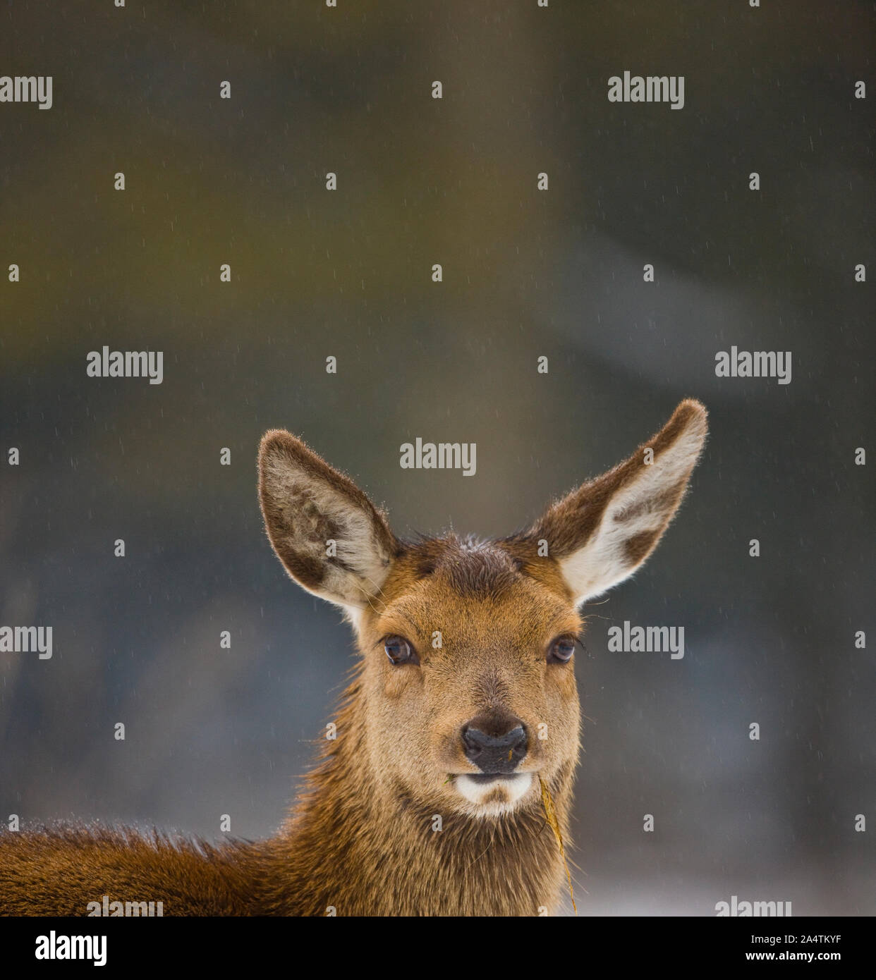 Venado rojo hi-res stock photography and images - Alamy