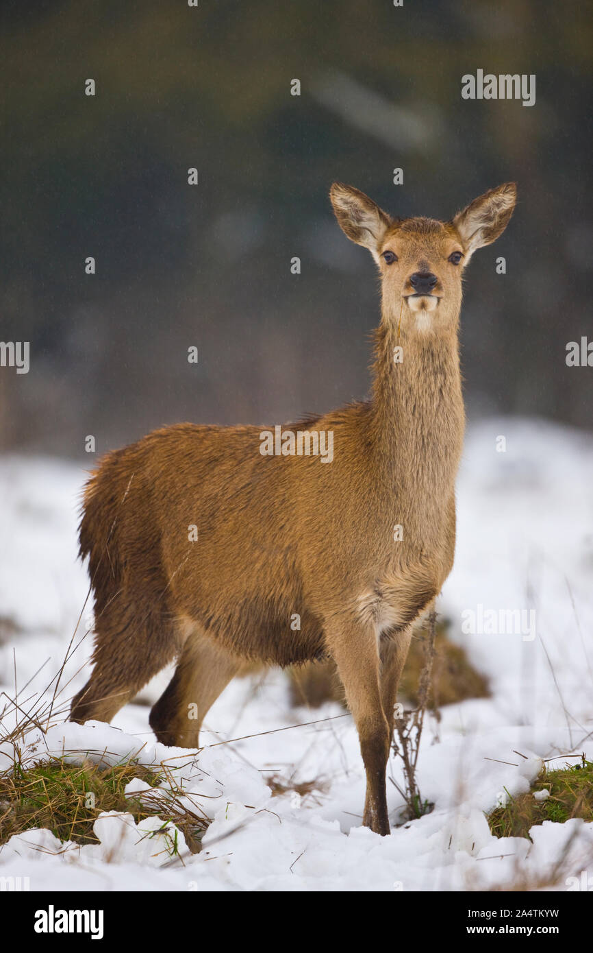 Ciervo comun o rojo cervus elaphus hi-res stock photography and images ...