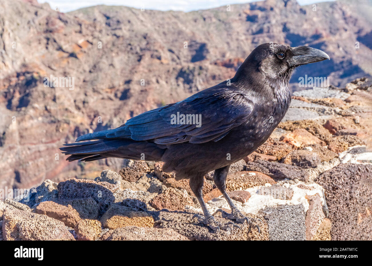 Raven in sun on sunny hi-res stock photography and images - Alamy
