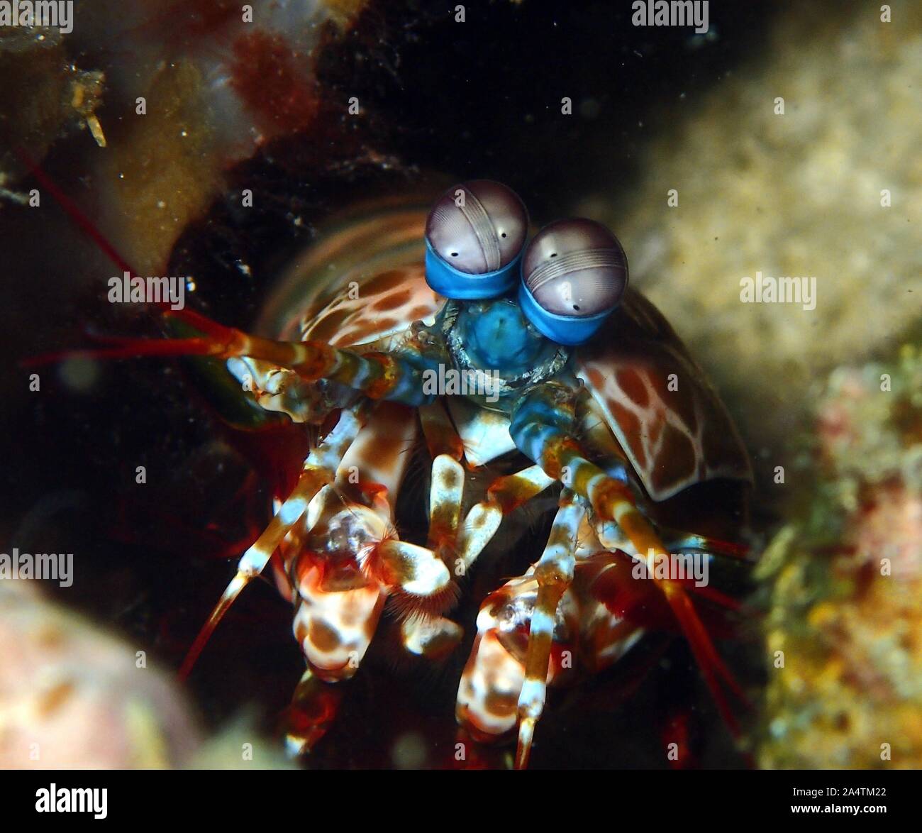 Mantis shrimp eyes close up hi-res stock photography and images - Alamy