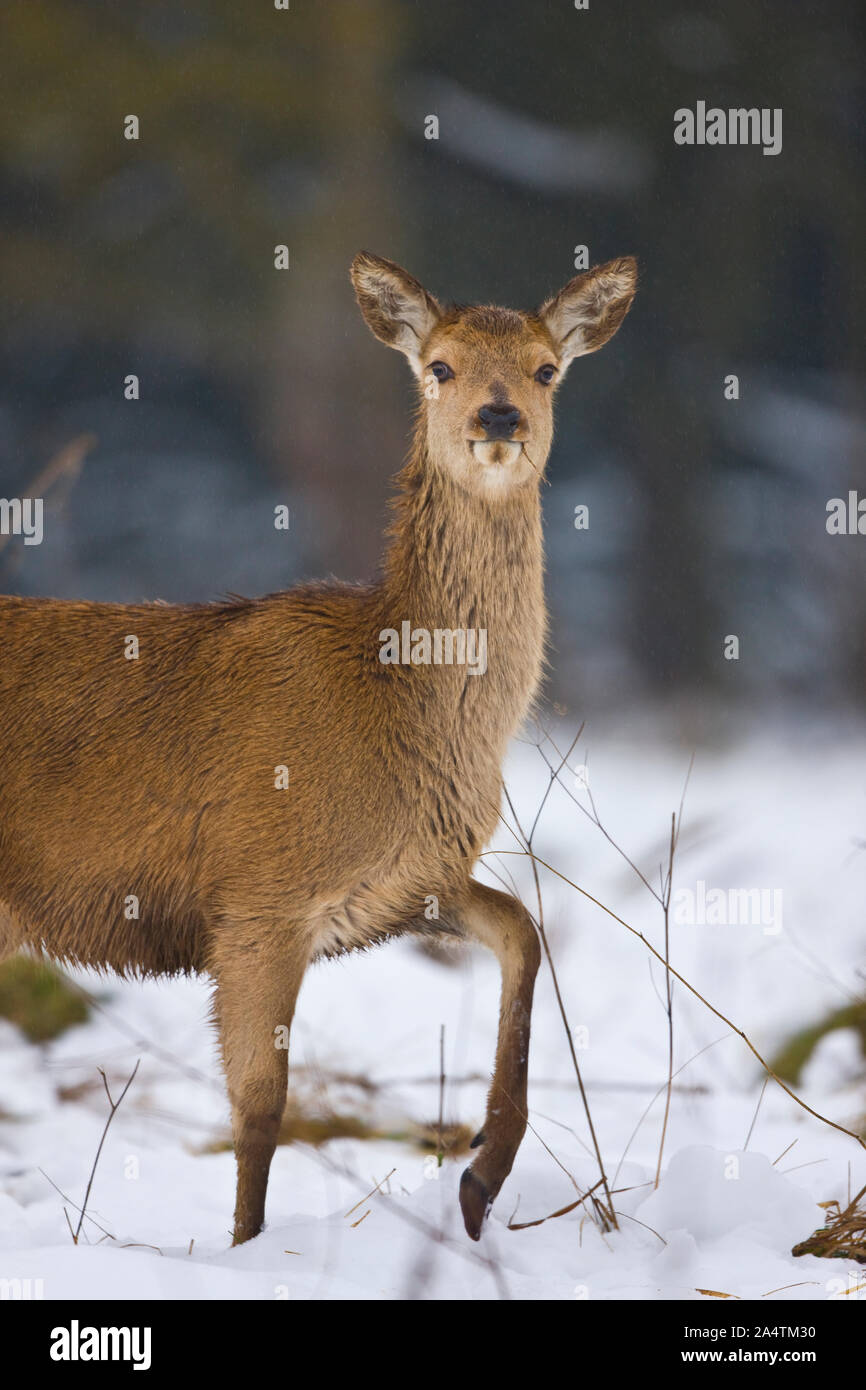 Ciervo comun o rojo cervus elaphus hi-res stock photography and images ...
