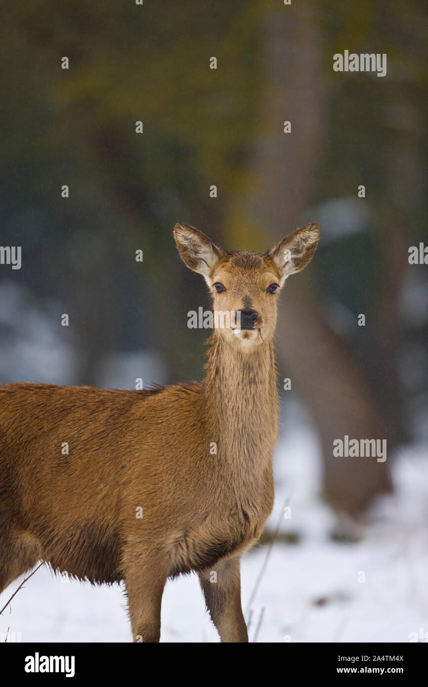 Ciervo comun o rojo cervus elaphus hi-res stock photography and images ...