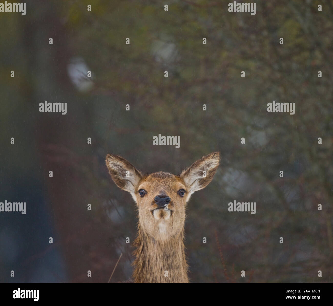 Ciervo comun o rojo cervus elaphus hi-res stock photography and images ...