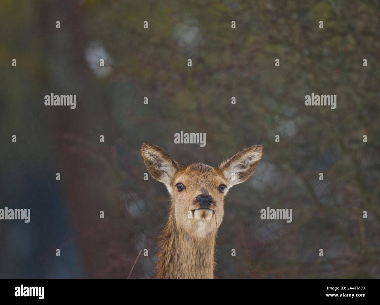 Ciervo rojo hi-res stock photography and images - Alamy