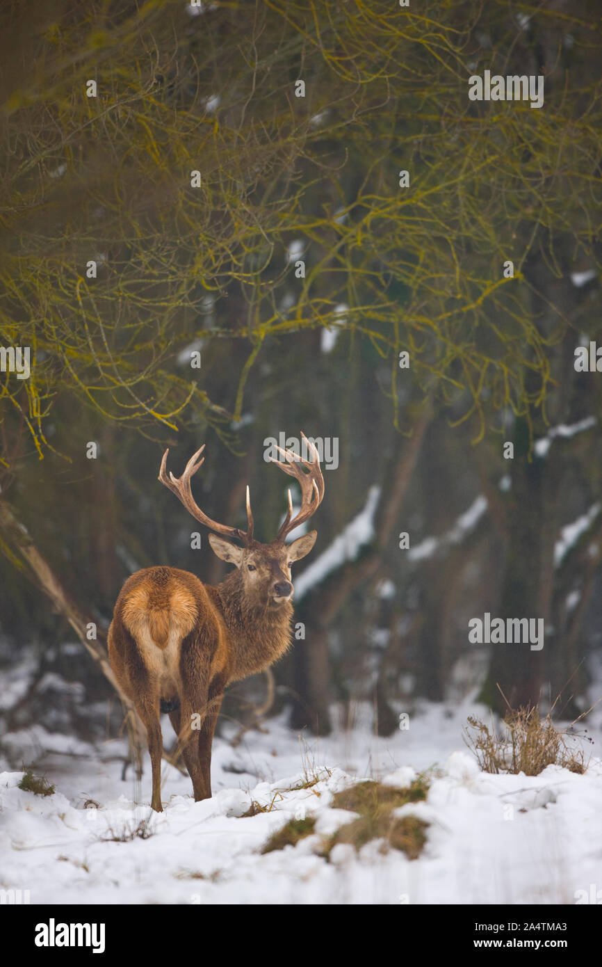 Ciervo comun o rojo cervus elaphus hi-res stock photography and images ...