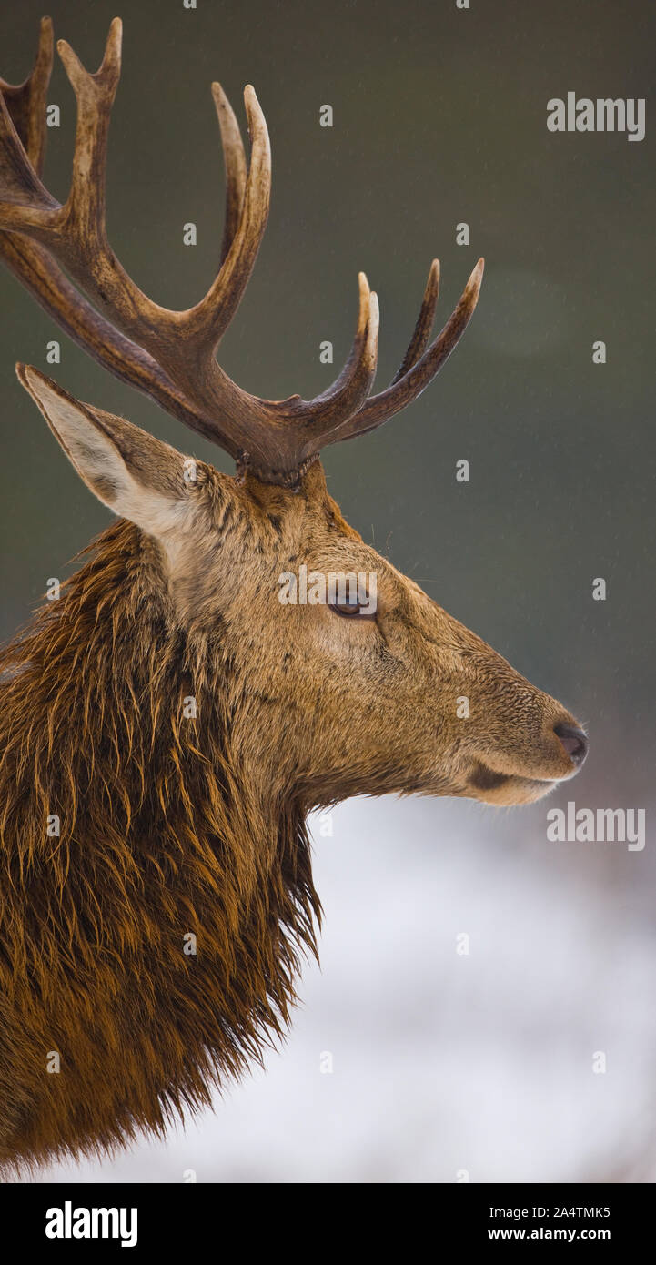 Ciervo comun o rojo cervus elaphus hi-res stock photography and images ...