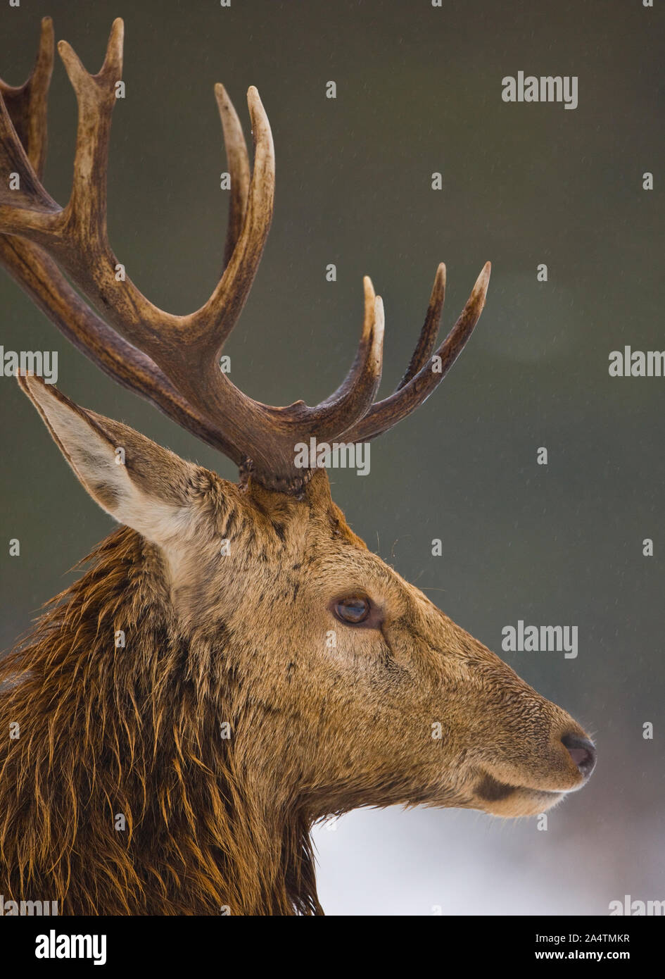 Ciervo comun o rojo cervus elaphus hi-res stock photography and images ...