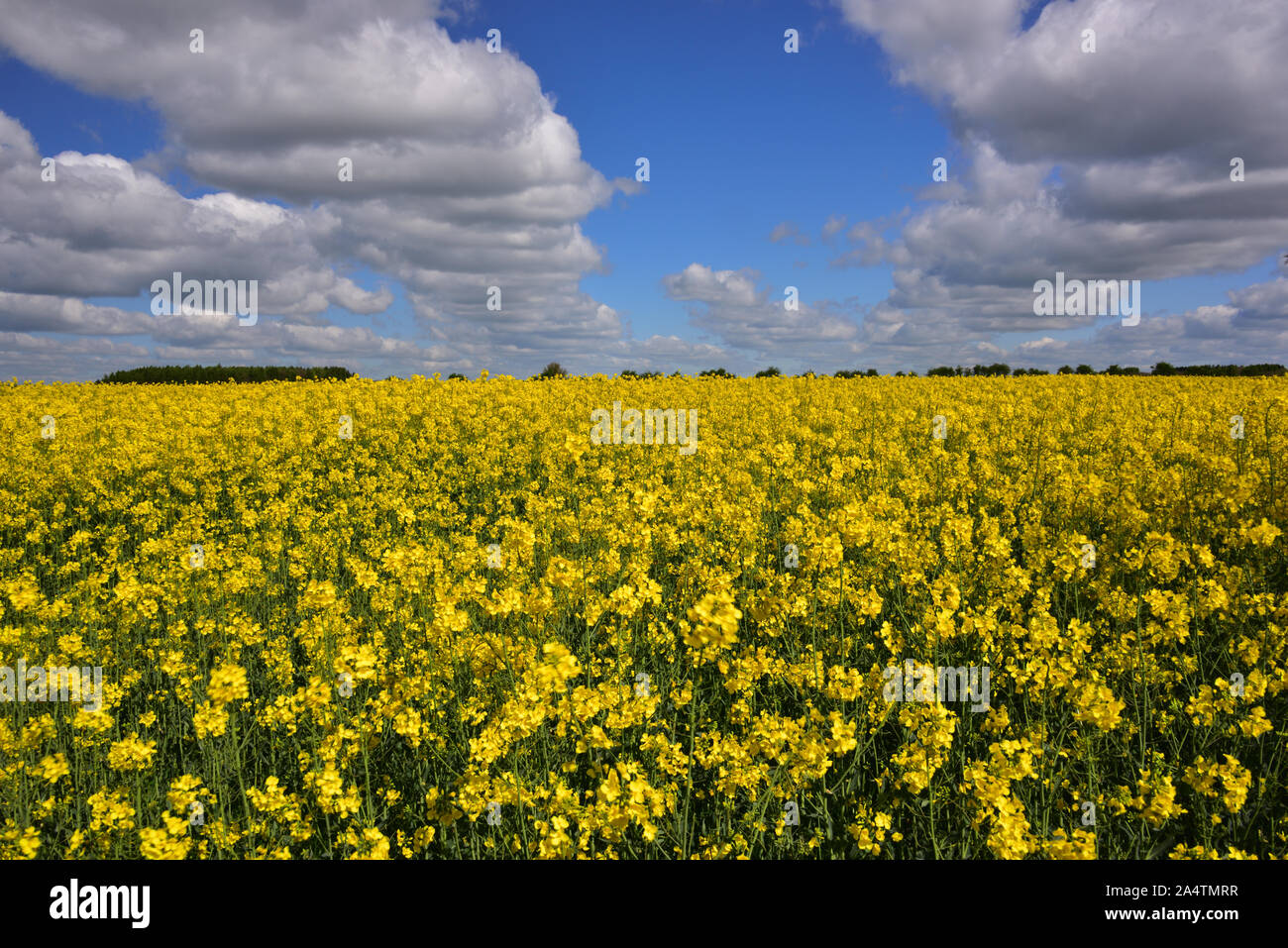 Rapeseed Field & Strange Rippled Clouds in the Cotswolds Stock Photo ...