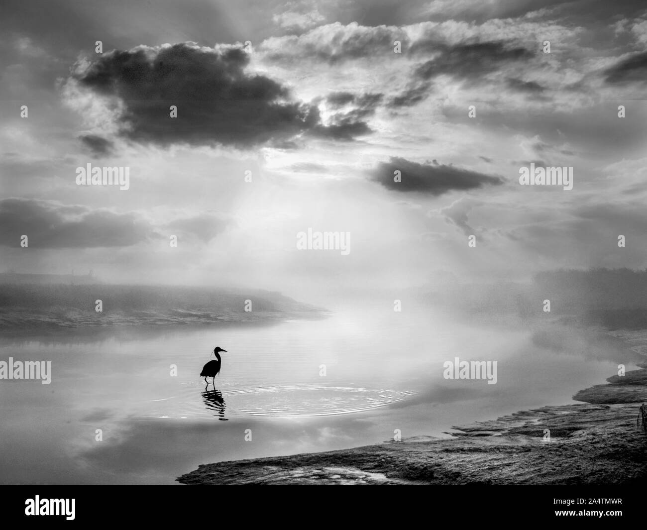 Heron on white Black and White Stock Photos & Images - Alamy