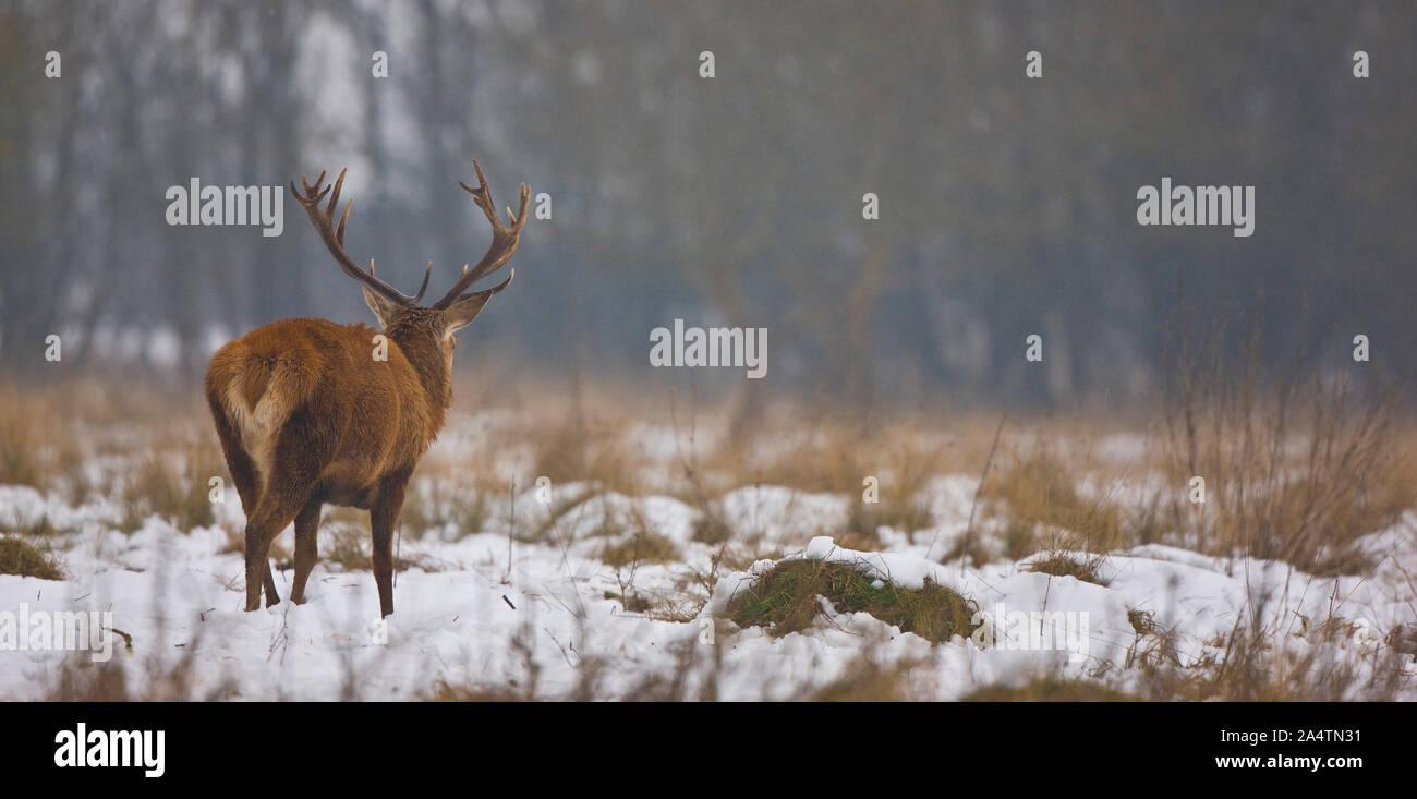 Ciervo comun o rojo cervus elaphus hi-res stock photography and images ...