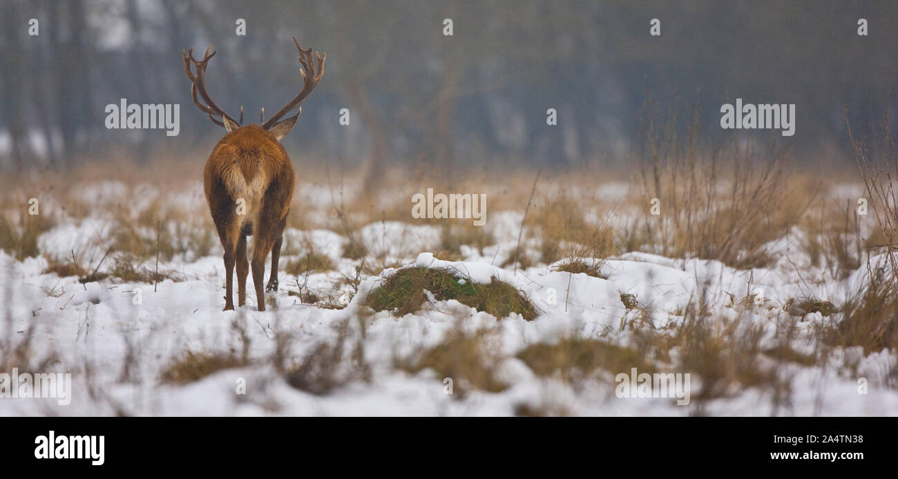 Observación de animales hi-res stock photography and images - Alamy