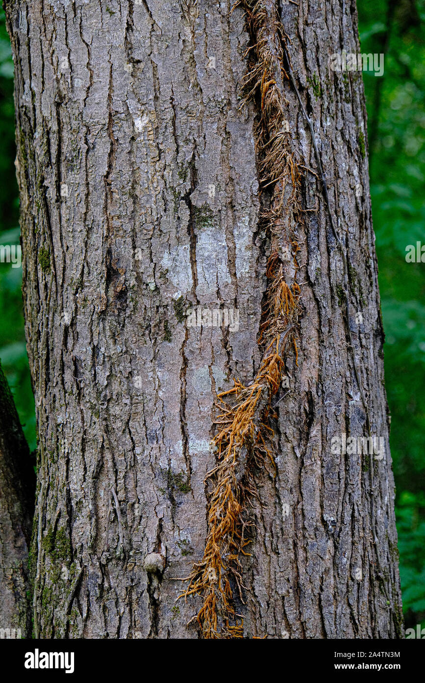 Dead Vine on Tree Stock Photo - Alamy