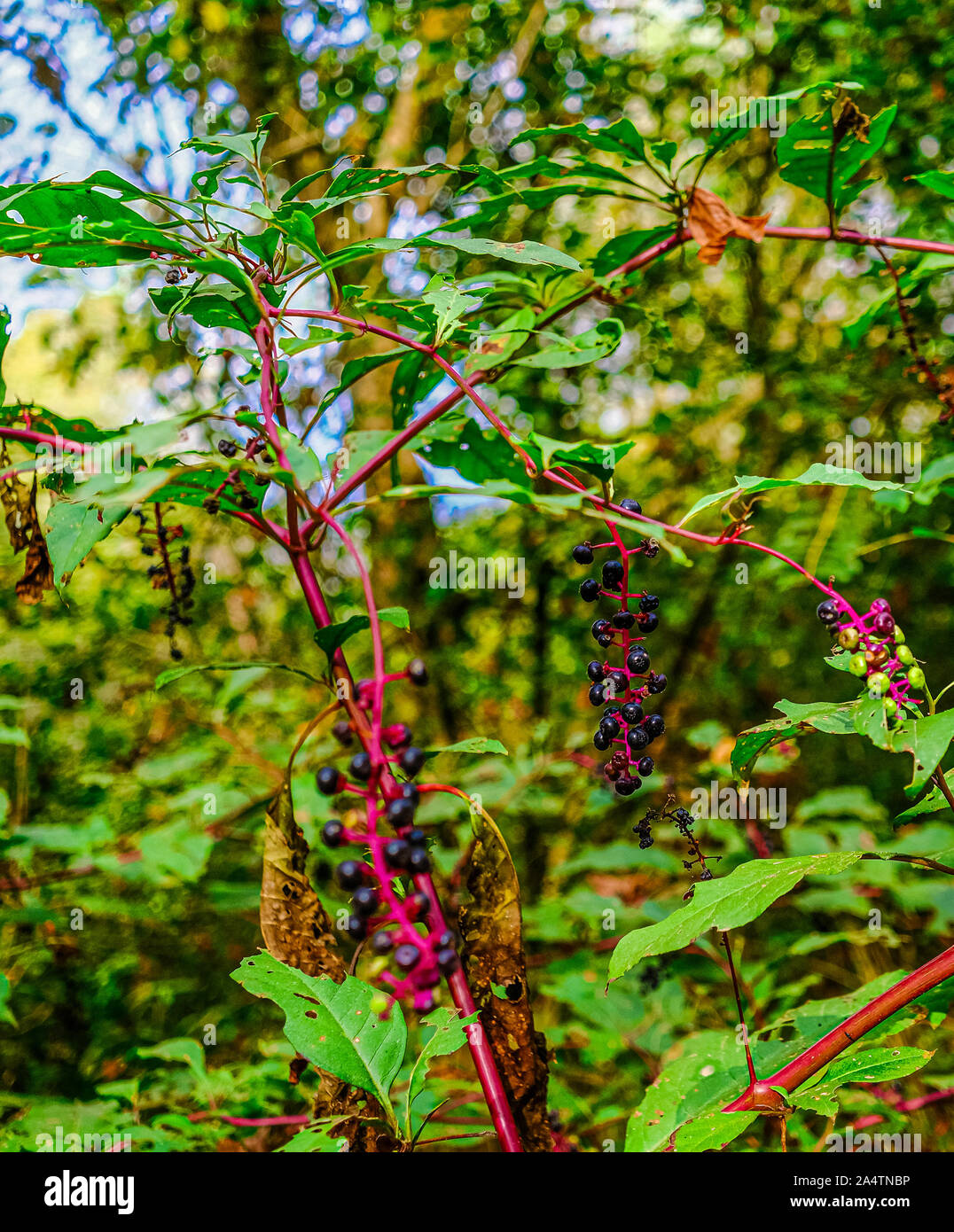 Poke berries hi-res stock photography and images - Alamy