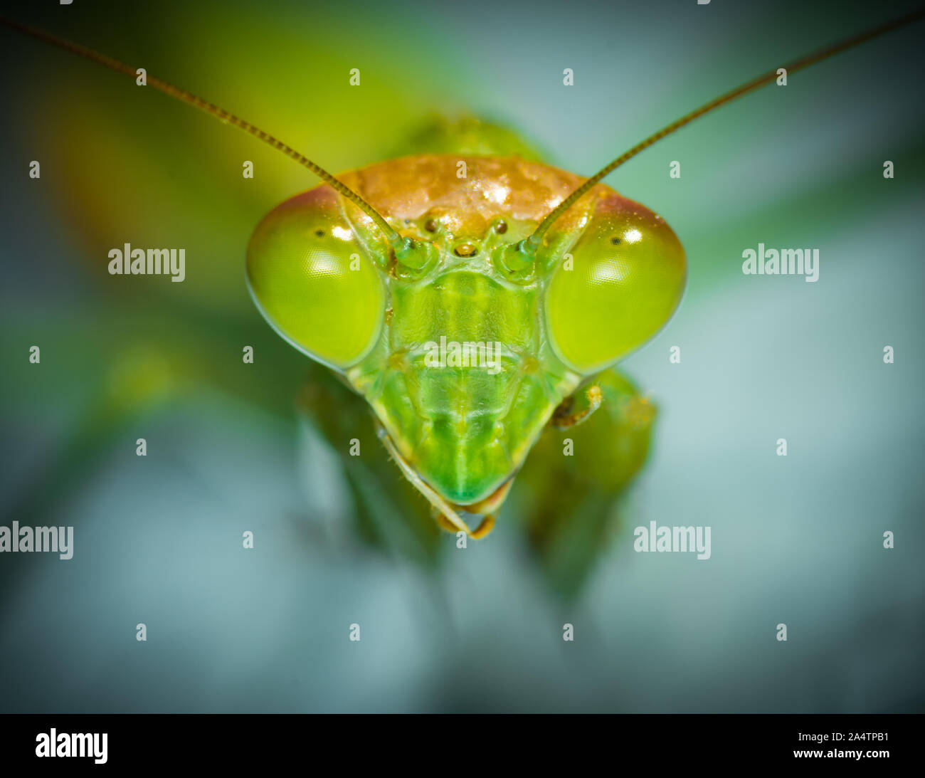 Praying mantis face close up hi-res stock photography and images - Alamy
