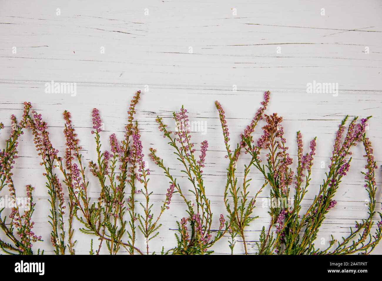 forest grass on a white wooden background . forest herb Stock Photo - Alamy