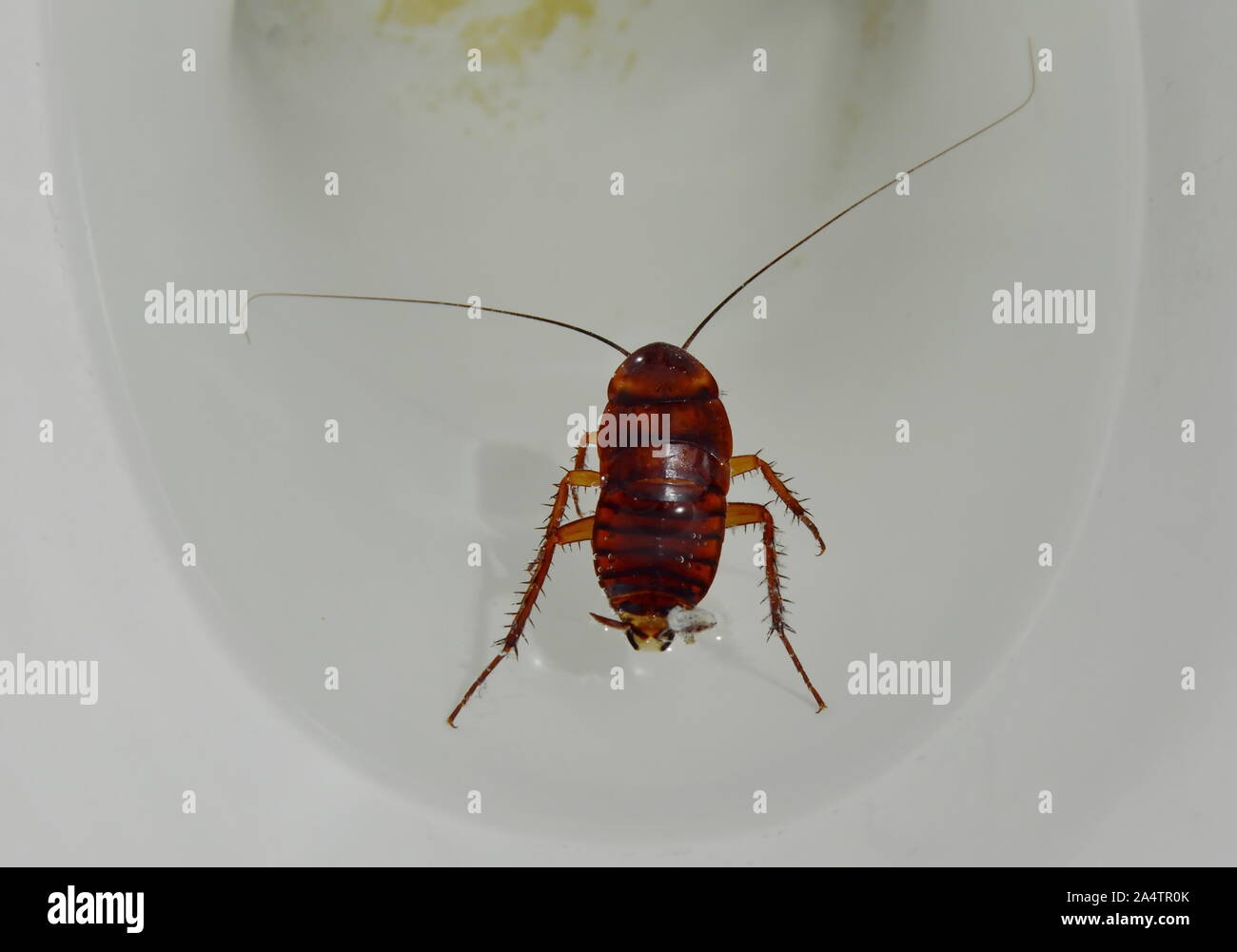 Australian cockroach hi-res stock photography and images - Alamy